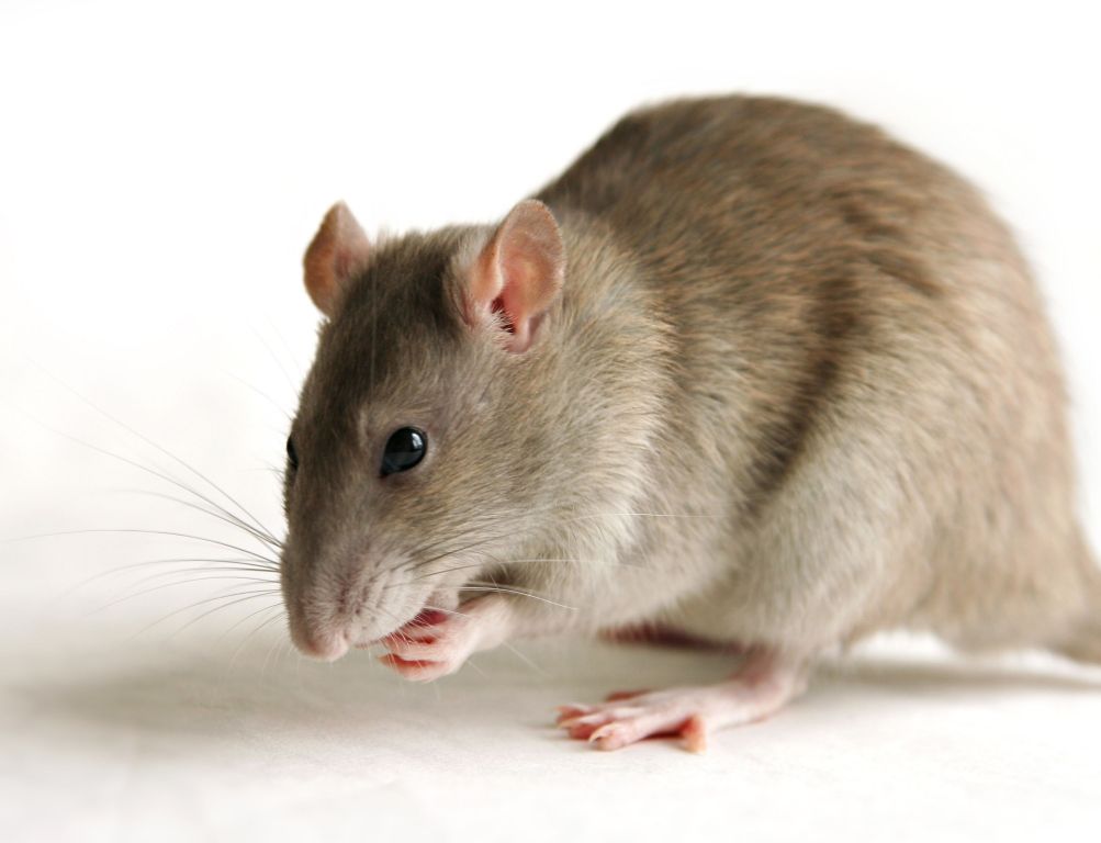 identification d'insectes gratuite - Le rat | Nadeau extermination